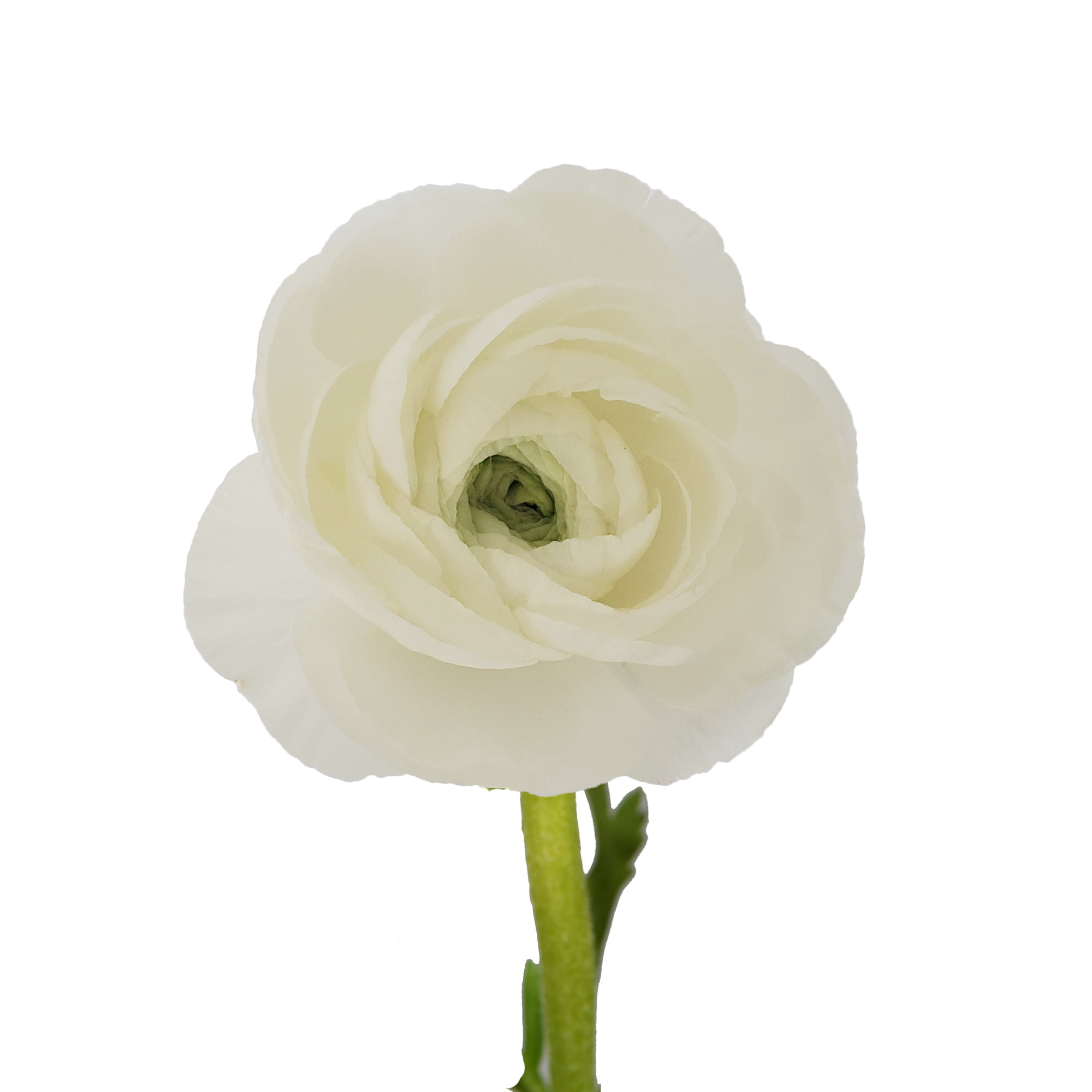 White Ranunculus - Fresh Cut - 60 Stems - Walmart.com