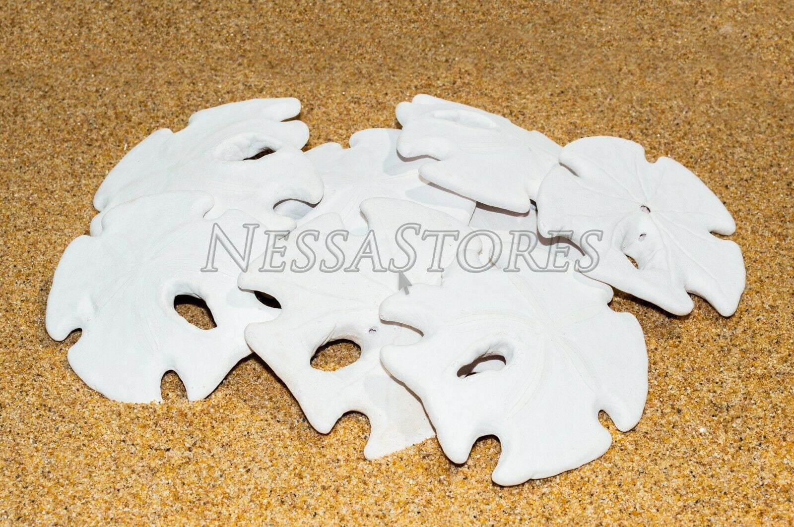 White Real Arrowhead Sand Dollar Sea Shell Craft Weddings 3"- 4" (10 ...