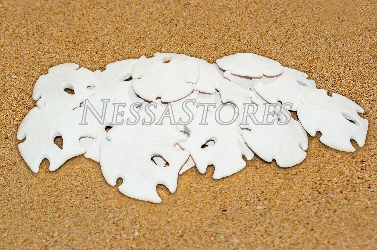 White Real Arrowhead Sand Dollar Sea Shell Craft Weddings 3" - 4"(80 ...