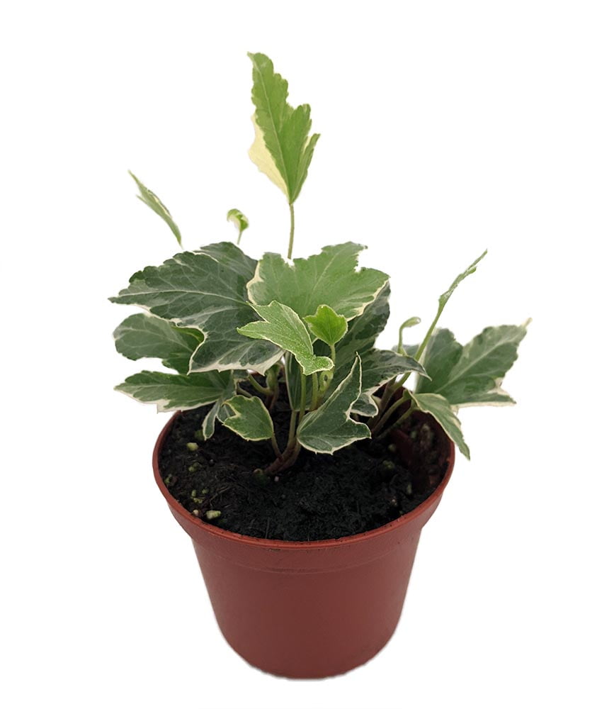 White Ripple English Ivy - Hedera - 2.5" Pot - Walmart.com