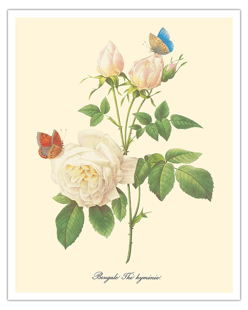 White Rose - Bengale Thé Hyménée - from “Choix des Plus belles Fleurs ...