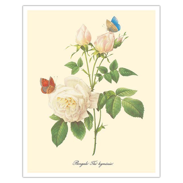 White Rose - Bengale Thé Hyménée - from “Choix des Plus belles Fleurs ...