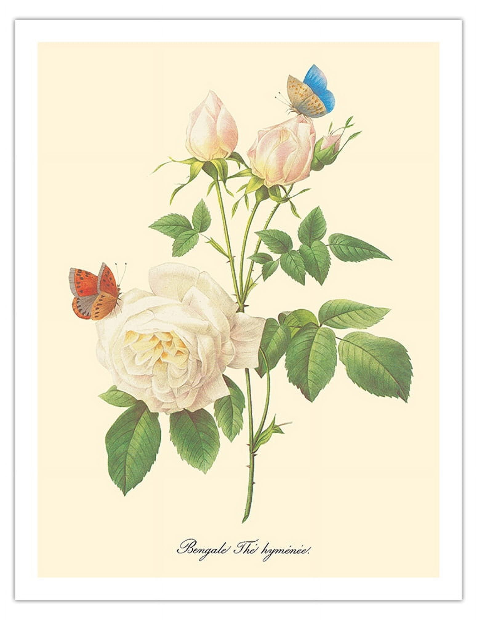 White Rose - Bengale Thé Hyménée - from “Choix des Plus belles Fleurs ...