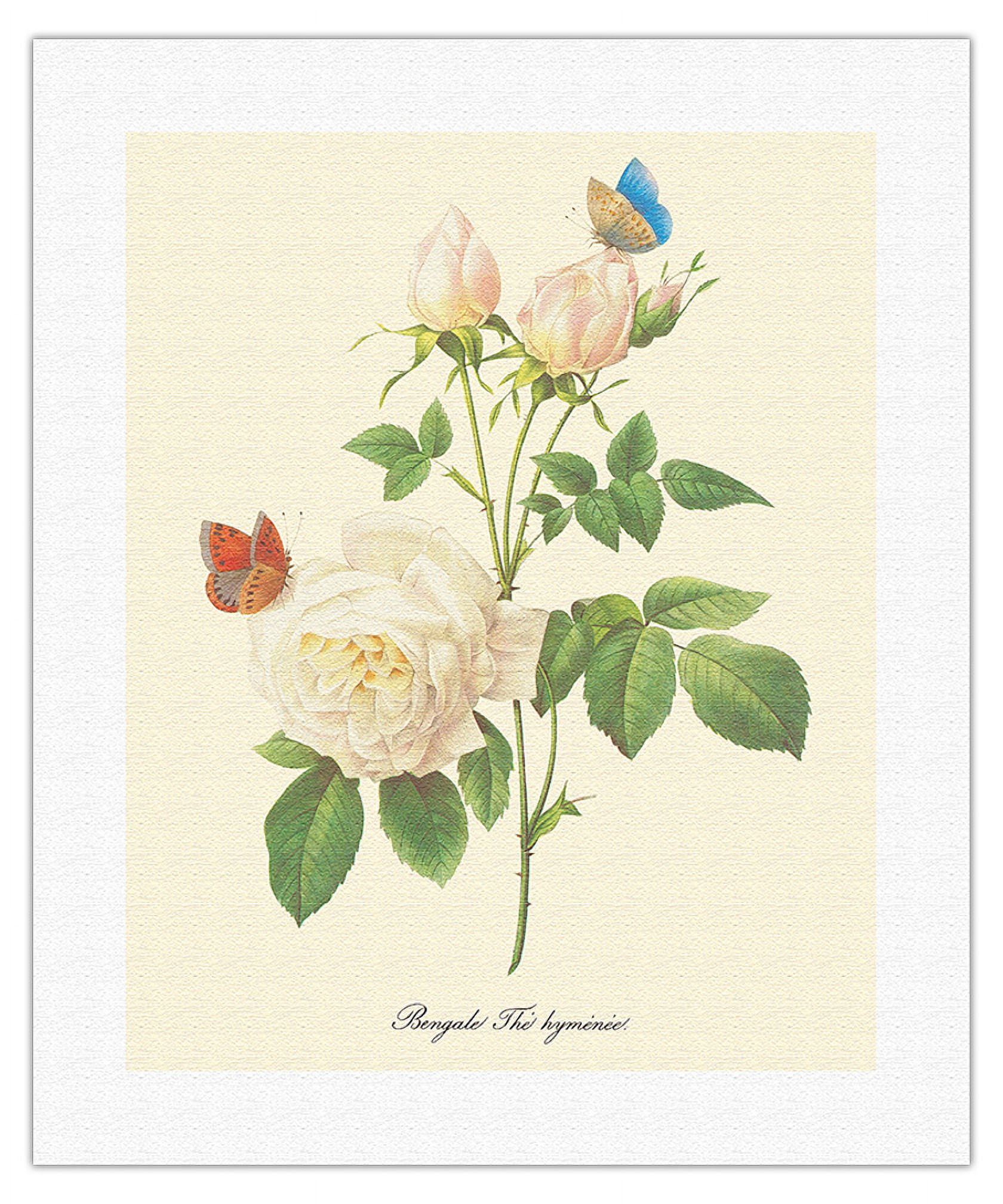 White Rose - Bengale Thé Hyménée - from “Choix des Plus belles Fleurs ...