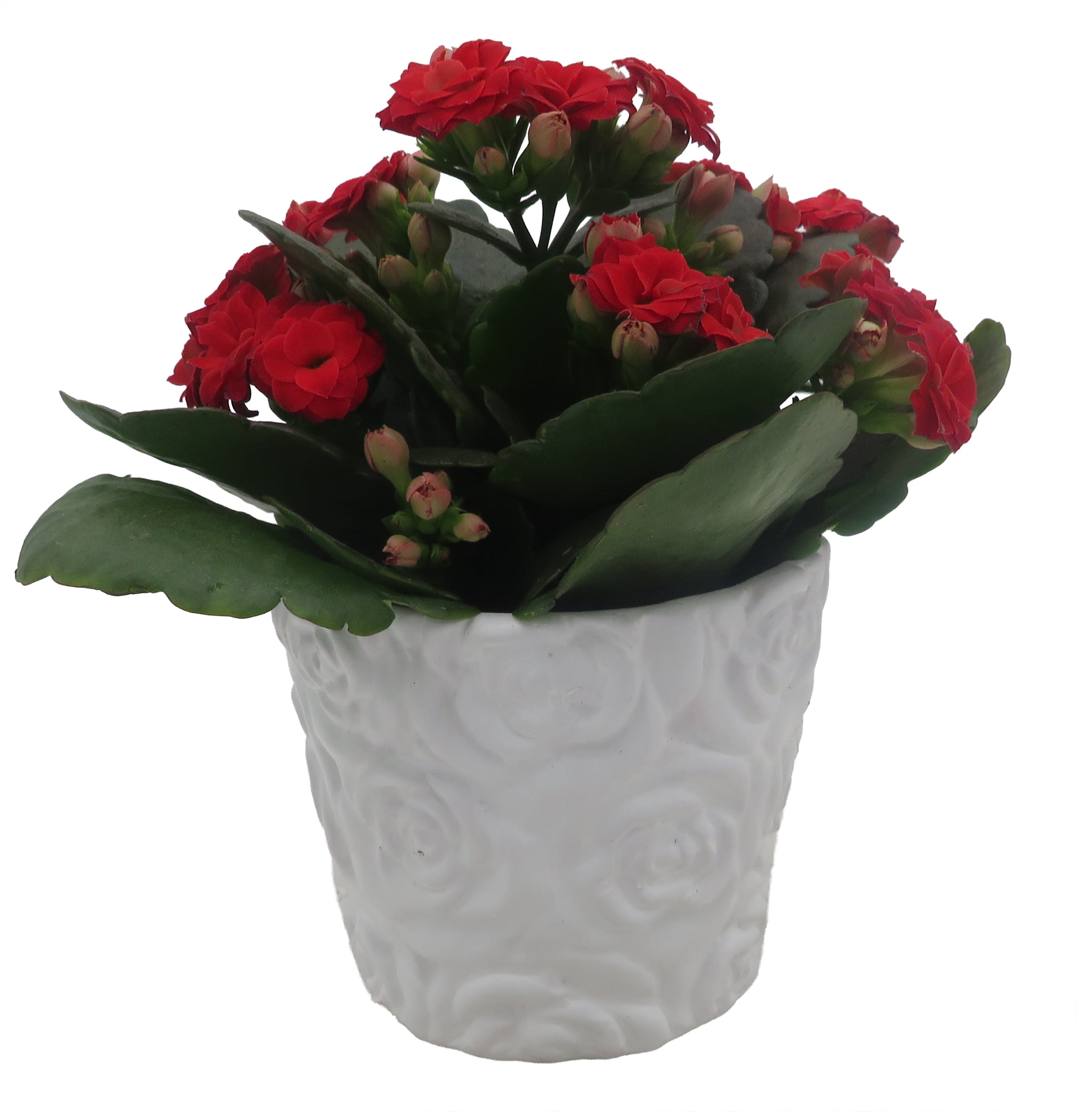 White Rose Planter with Surprise Calandiva Plant - 2.5" Ceramic Pot ...