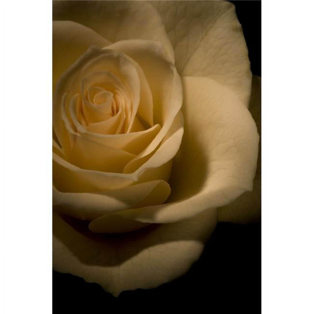 White Rose Poster Print by Darren Greenwood, 22 x 34 - Large - Walmart.com