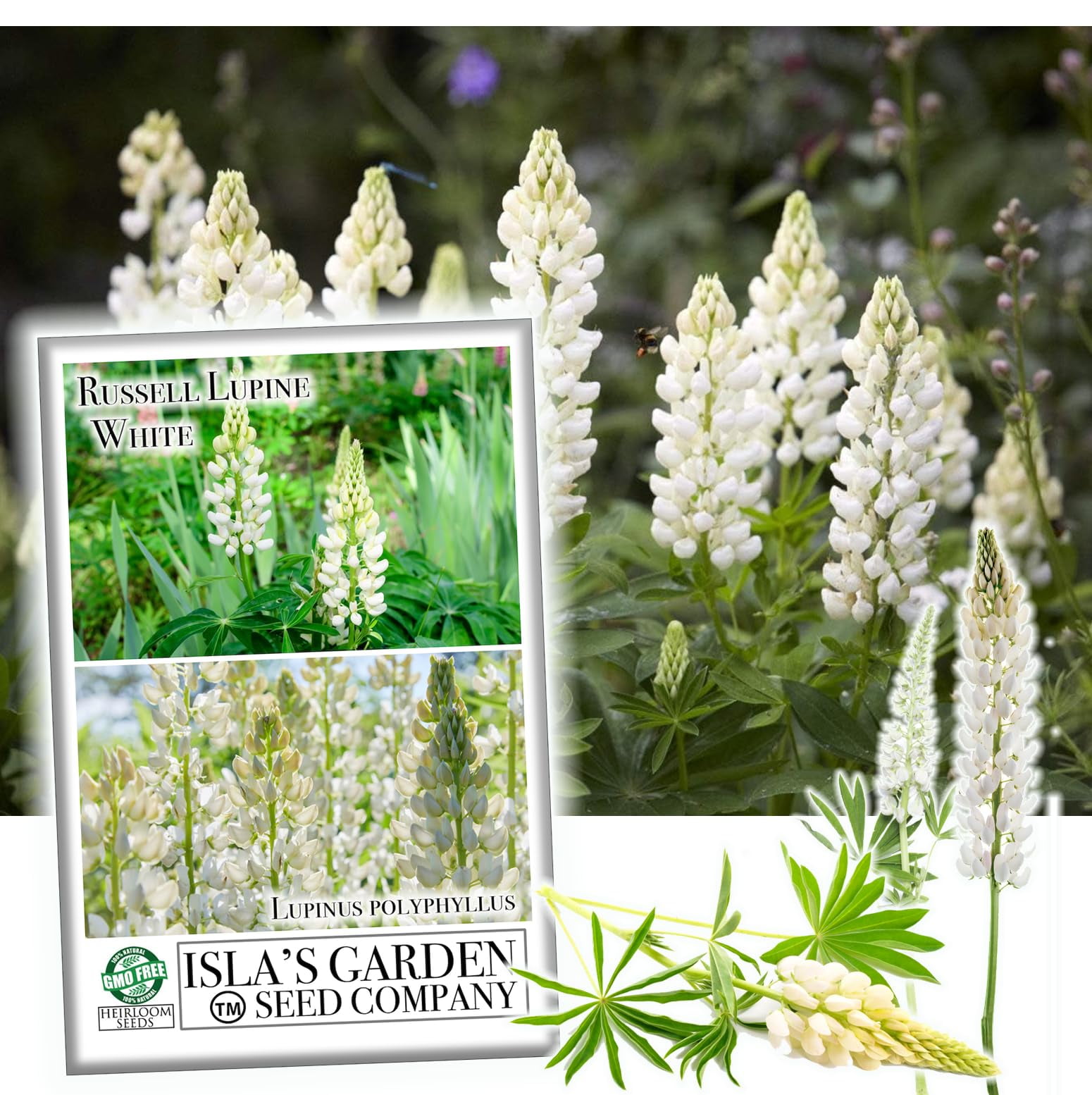White Russell Lupine Seeds for Planting, 100+ MHD1Flower Seeds Per ...