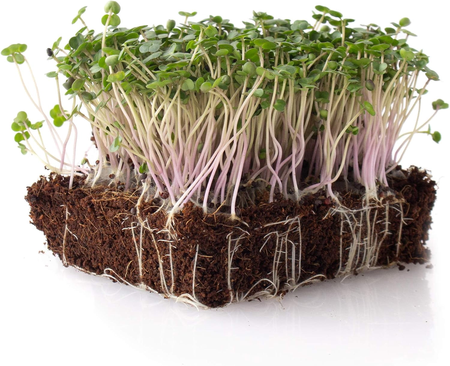 White Russian Kale Seeds - 2 g Packet 500 Seeds - Non-GMO, Open ...