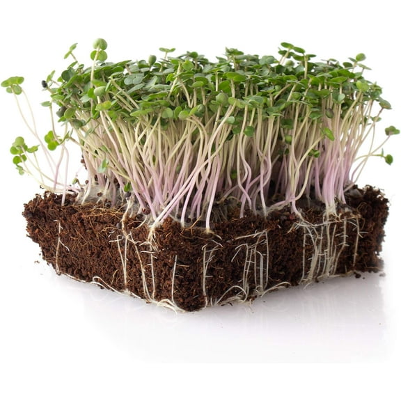 Corn Salad Seeds - French - 1 Oz ~20,000 Seeds - Valerianella olitoria ...