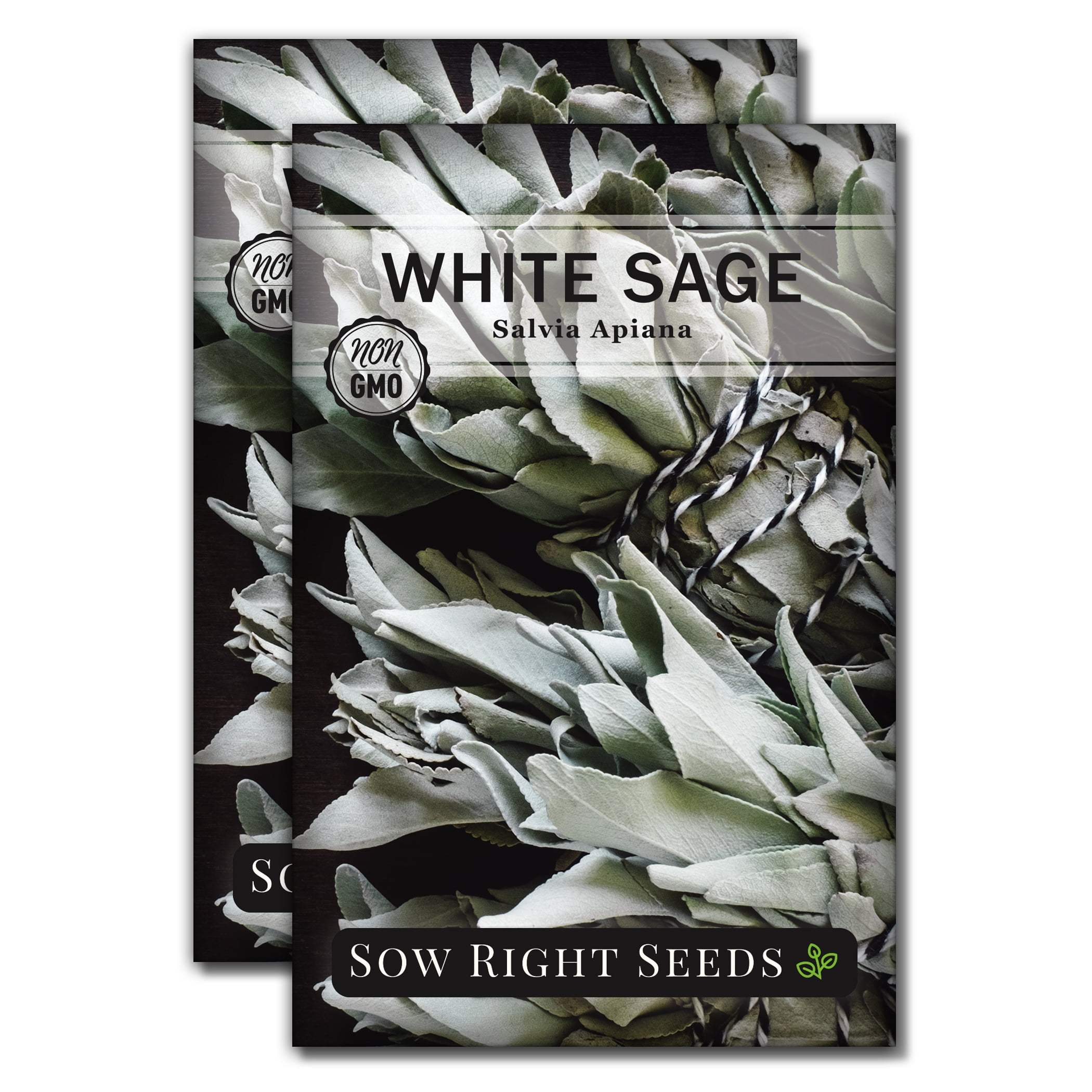 White Sage Seeds for Planting - Non GMO Heirloom Varieties for your ...