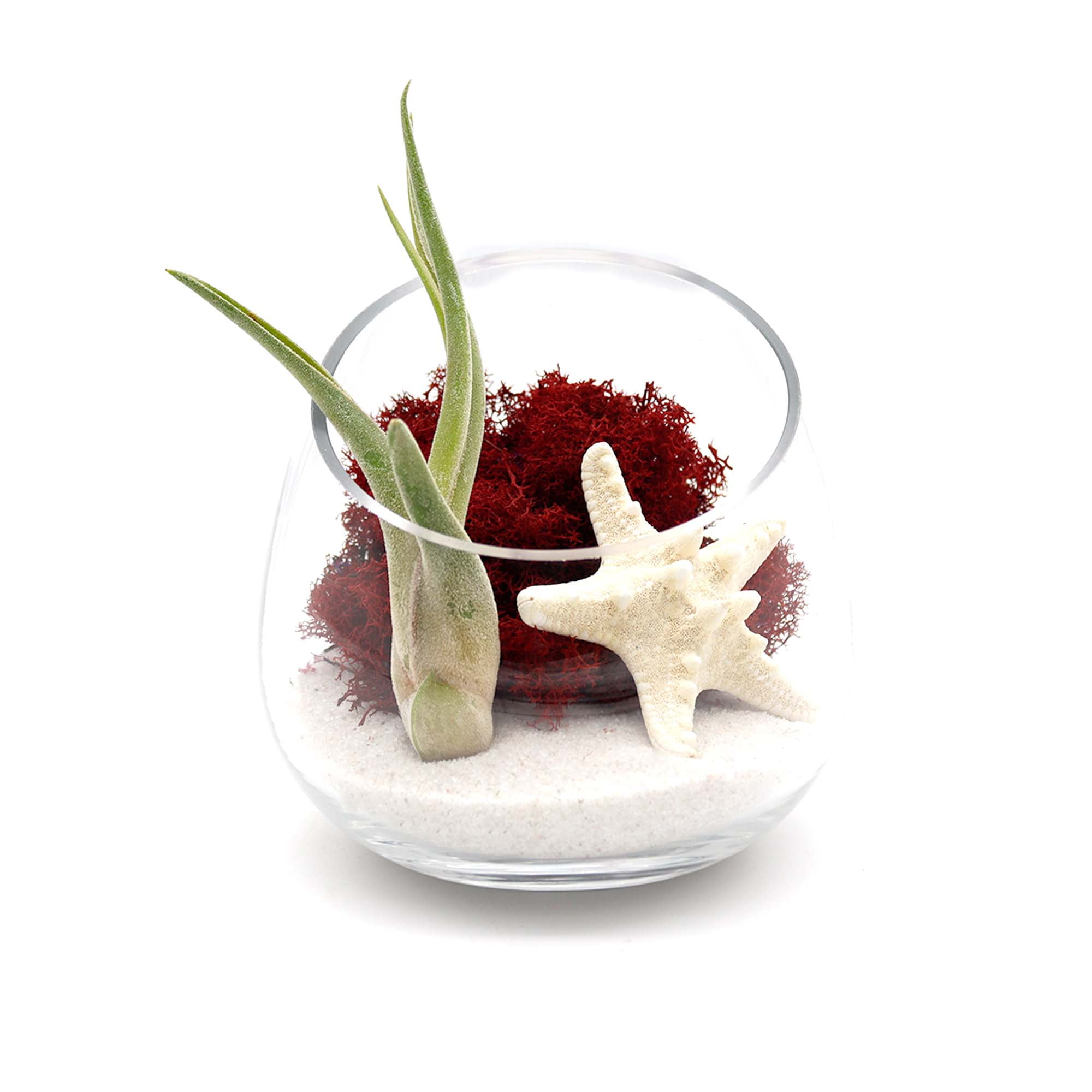 White Sand Beach Terrarium Kit with Extra Large Live Tillandsia Air ...