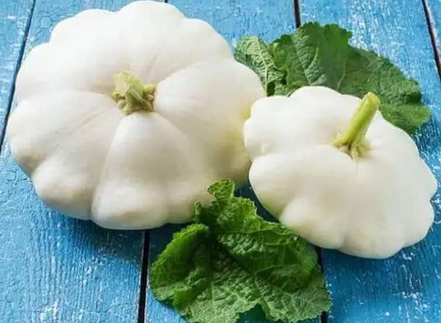 White Scallop Squash Seeds for Planting (10 Seeds) - Early White Bush ...