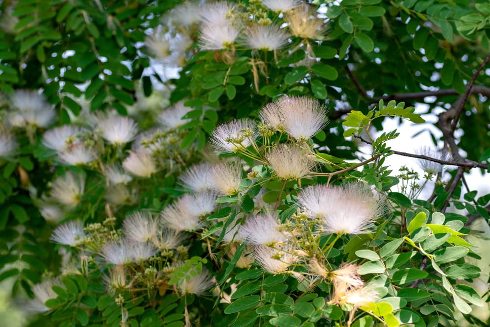 White Silk Mimosa Tree Seeds for Planting (30 Seeds) - Albizia kalkora ...