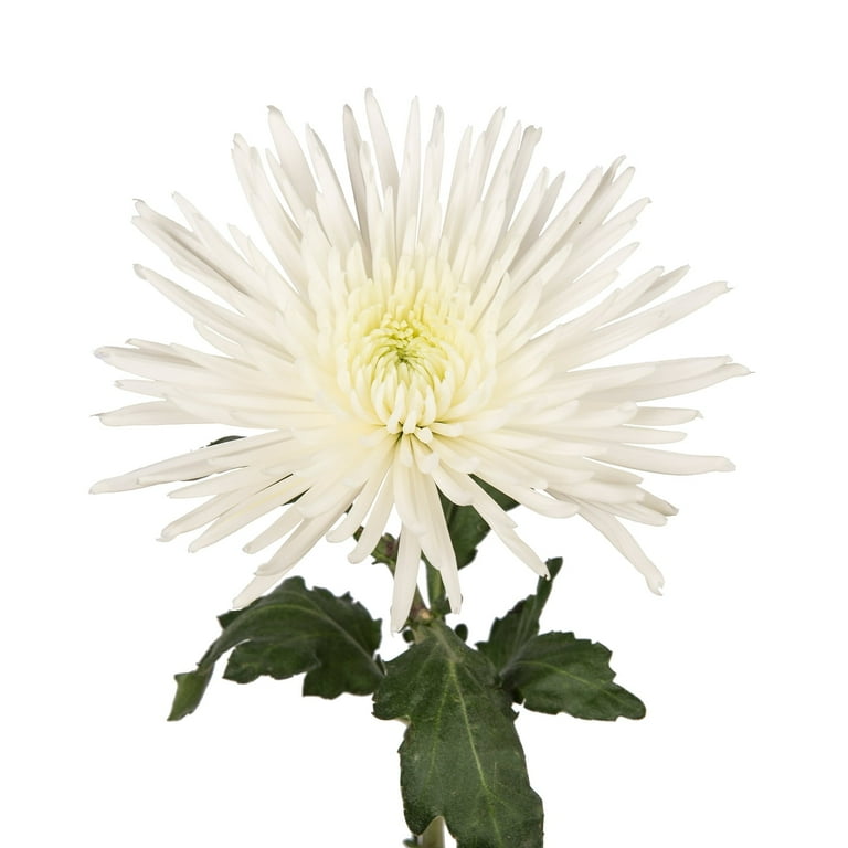 Picture Of Spider Mum Flower | Best Flower Site