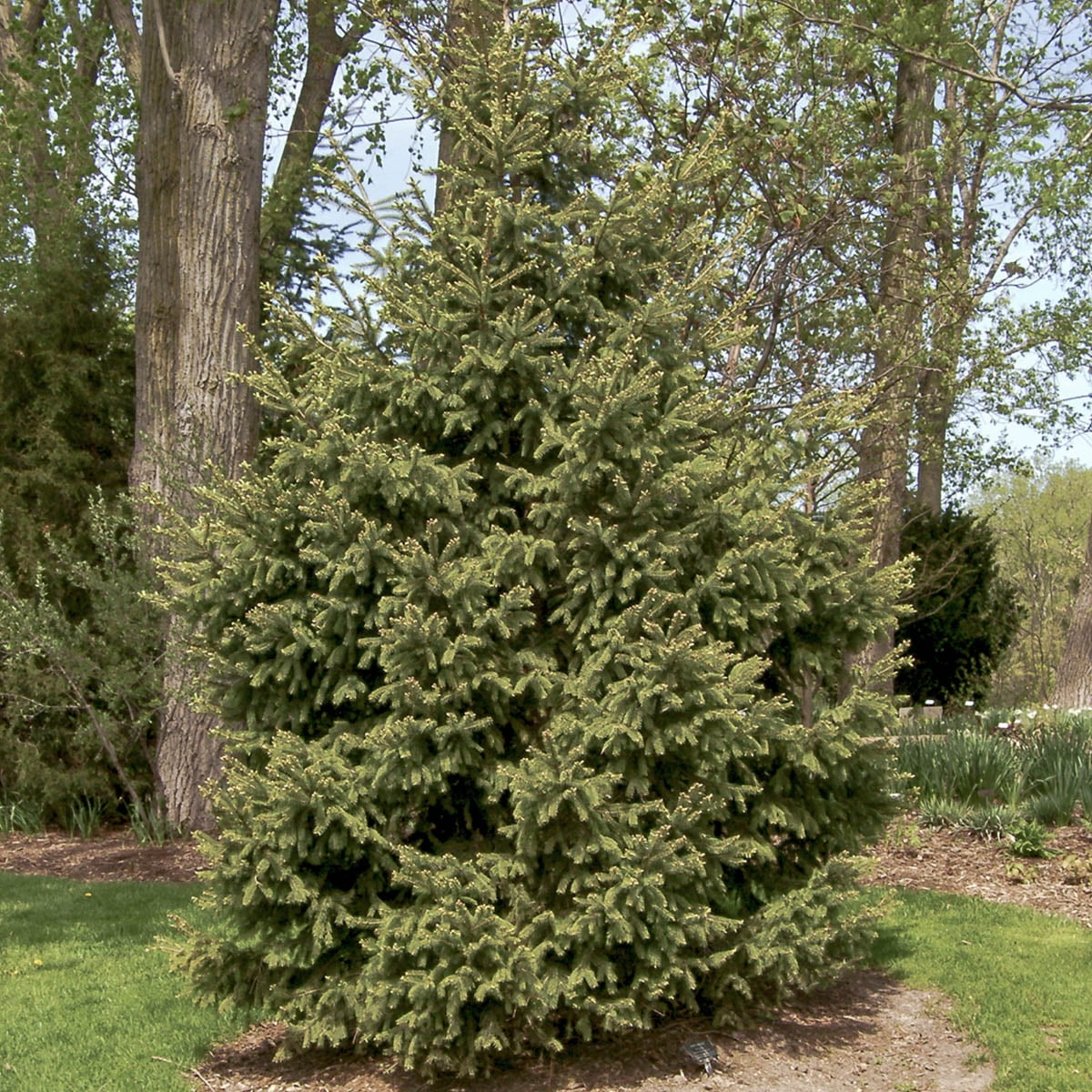 Direct Gardening White Spruce Evergreen Tree 3 gallon potted plant ...