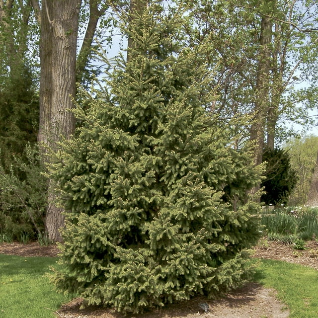 White Spruce Live Evergreen Tree grown in a 2.50 Quart Pot (1-Pack ...