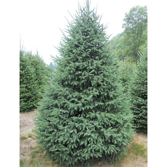 CZ Grain White Spruce Live Tree - Walmart.com
