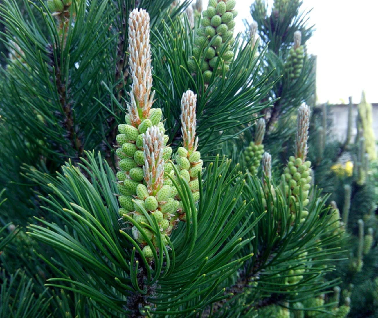 White Spruce Tree Seeds for Planting - 30 Seeds - Walmart.com