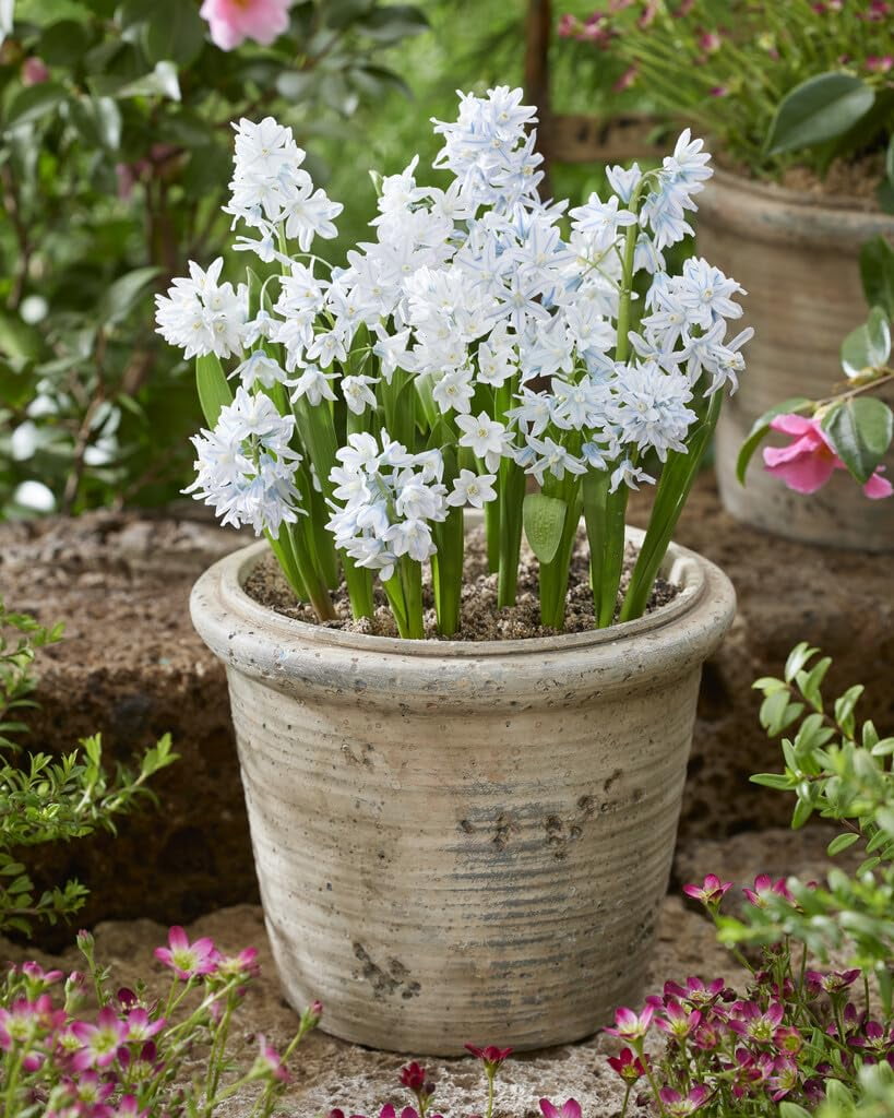 White Squill Flower Bulbs for Planting - Alba Siberica - Stunning White ...
