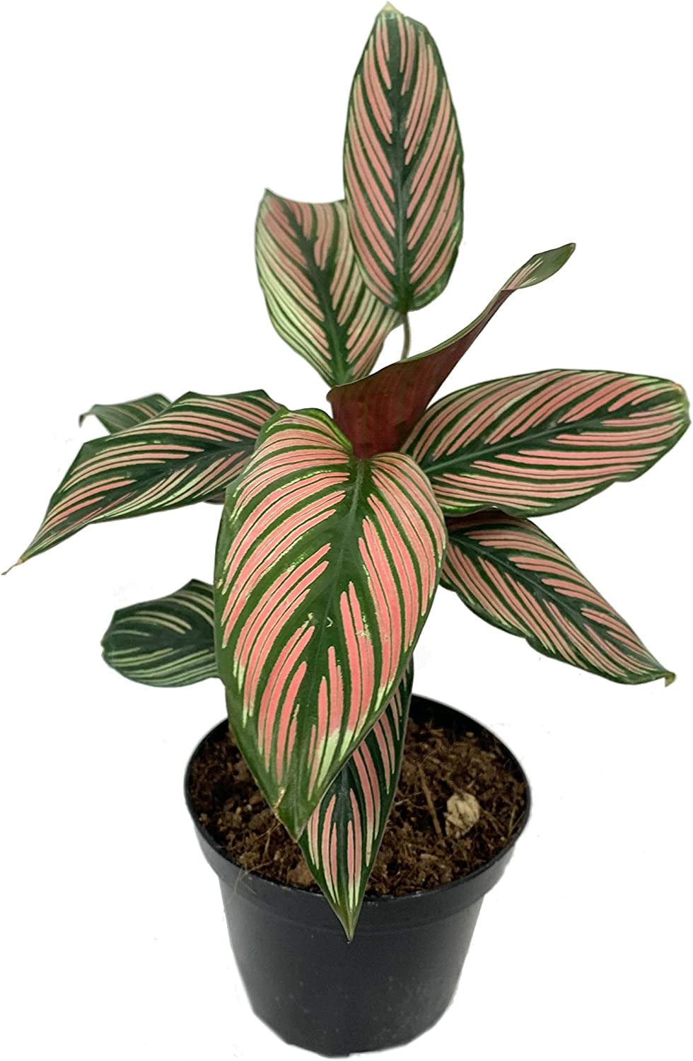 White Star Calathea - Live Plant in a 4 inch Growers Pot - Calathea ...