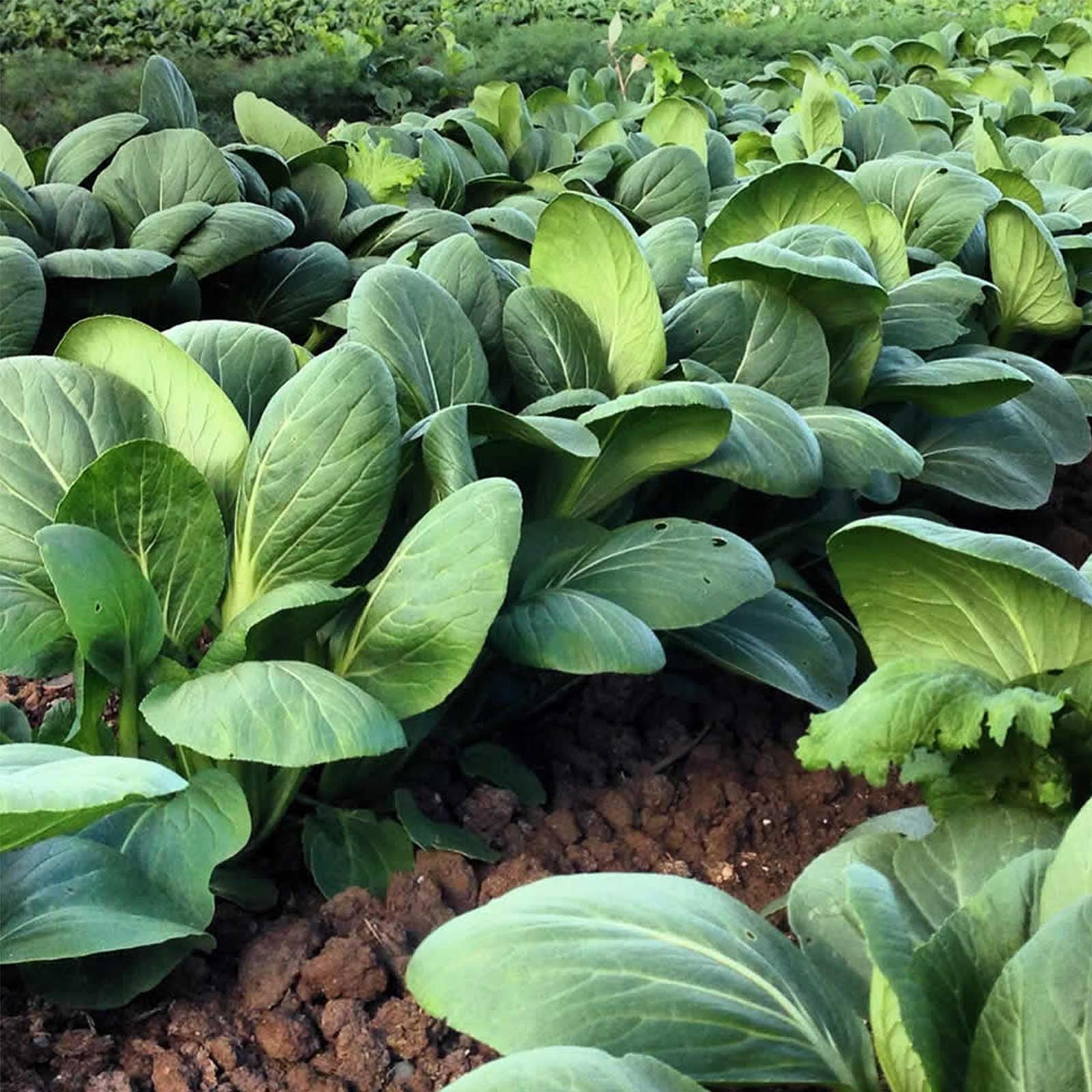 White Stem Pak Choi Cabbage Seeds: 25 Lb - Bulk, Non-GMO Pakchoi ...