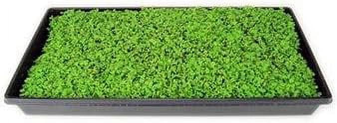 Mountain Valley Seed Company White Stem Pak Choi Cabbage Seeds, 5 Lb ...