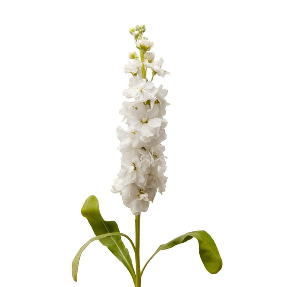 Bloomingmore, White Stock, 140 stems, lasts approximately 5 days ...