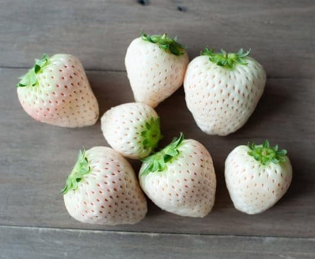 CZ Grain White Strawberry Plants, Grow White Pineberries, Bare Root ...