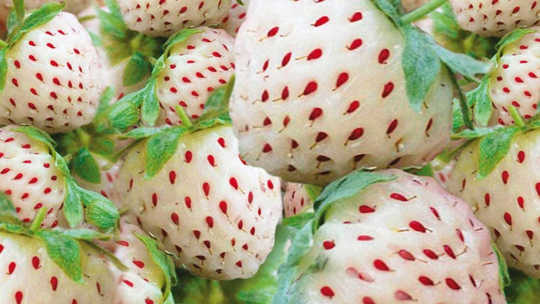 CZ Grain White Pineberry Seeds - 200+ Seeds, Easy to Grow - Ships from Iowa, USA - Walmart.com