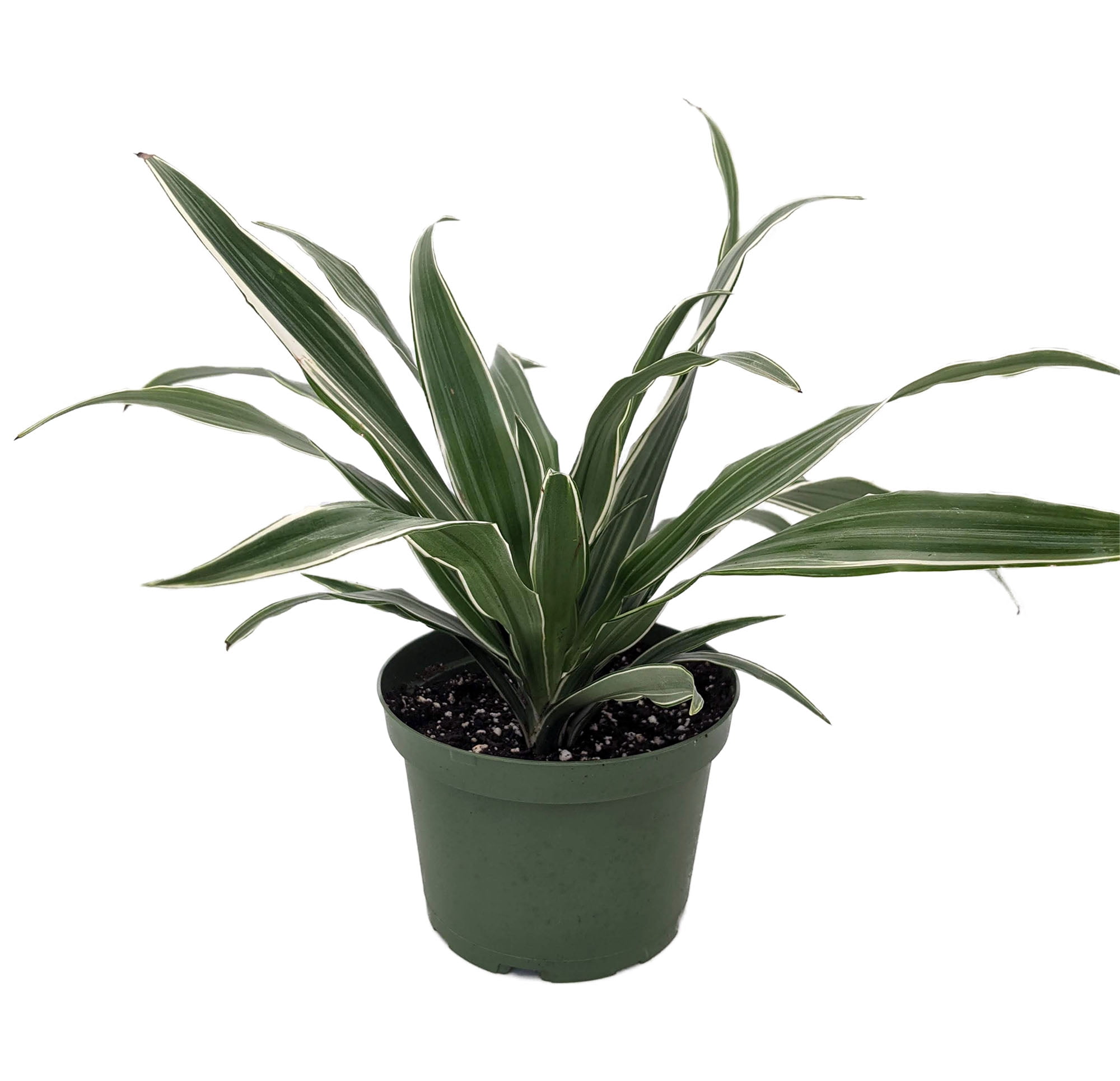 White Stripe Dragon Tree - Dracaena warneckii - 6" Pot - - Walmart.com