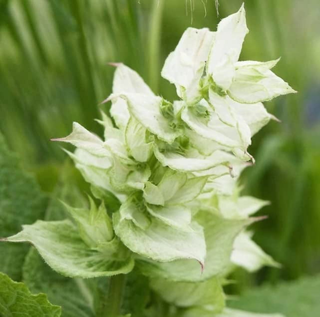 White Swan Clary Sage Flower Seeds for Planting (100 Seeds) - Walmart.com