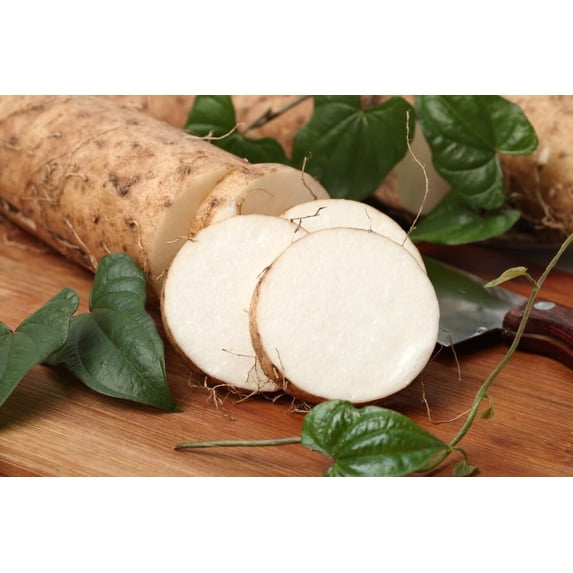 White Sweet Potato Slips for Planting - Grow Your Own White Yams from ...