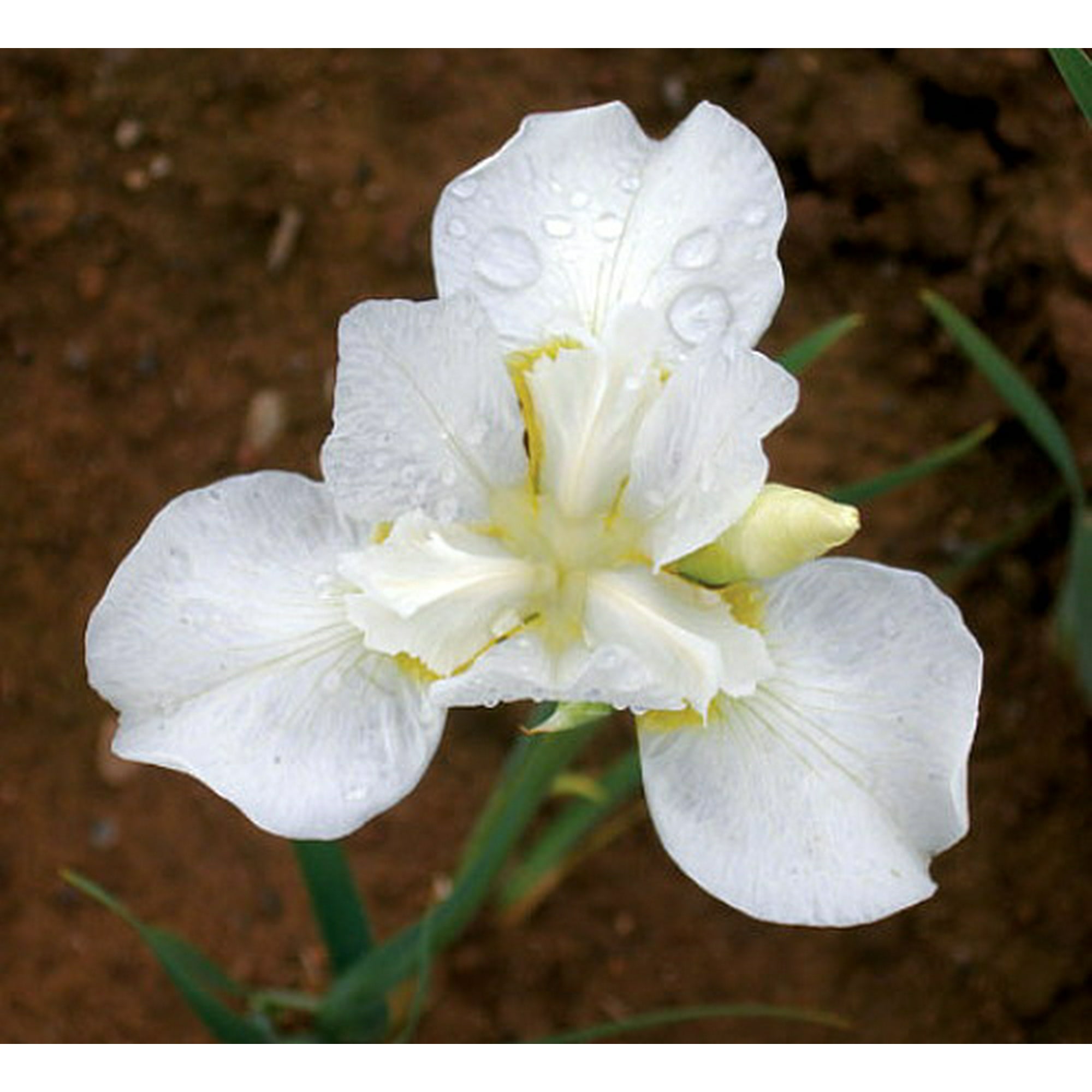 White Iris Flower