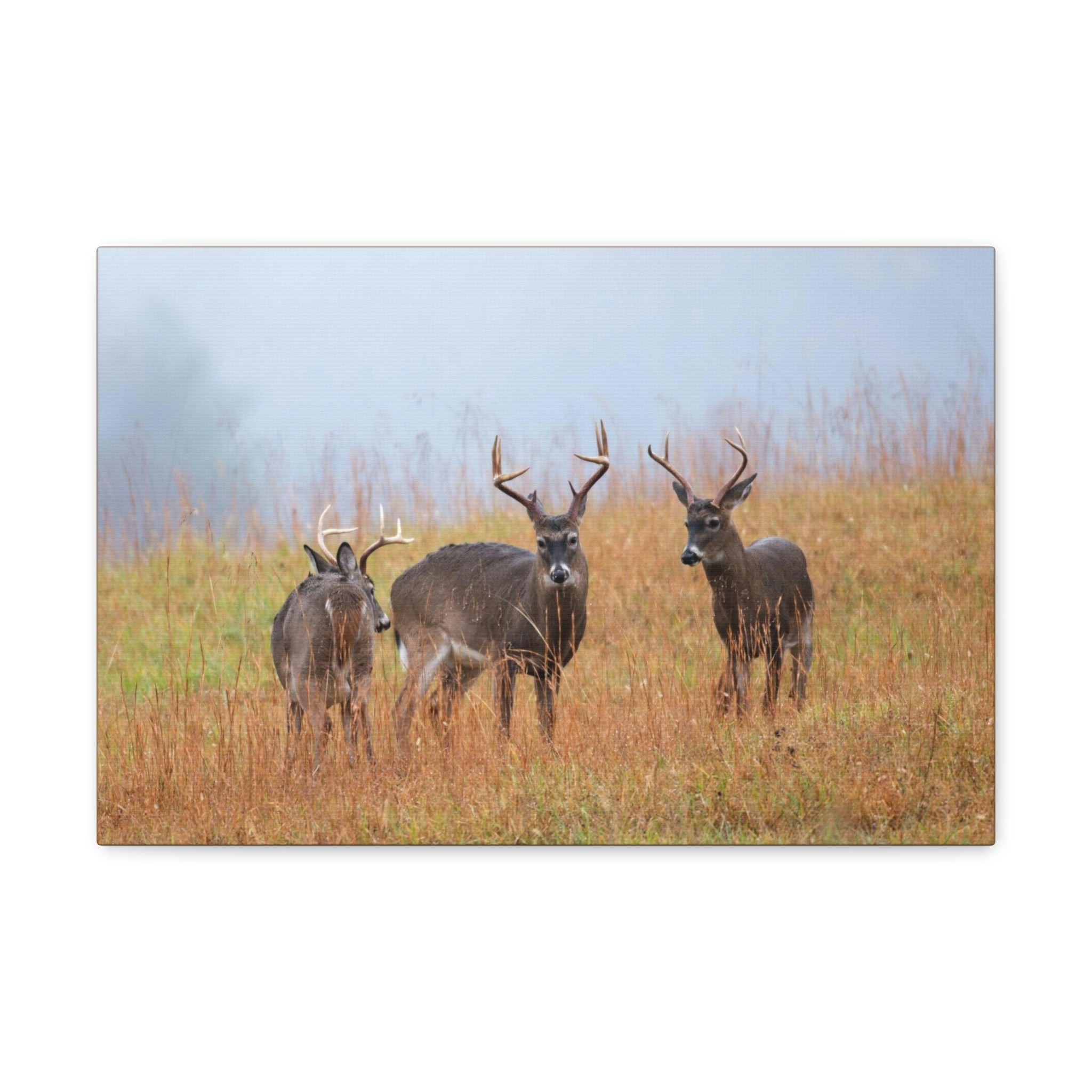 White Tailed Deer Group White Tailed Deer Troop Print Animal Wall Art ...