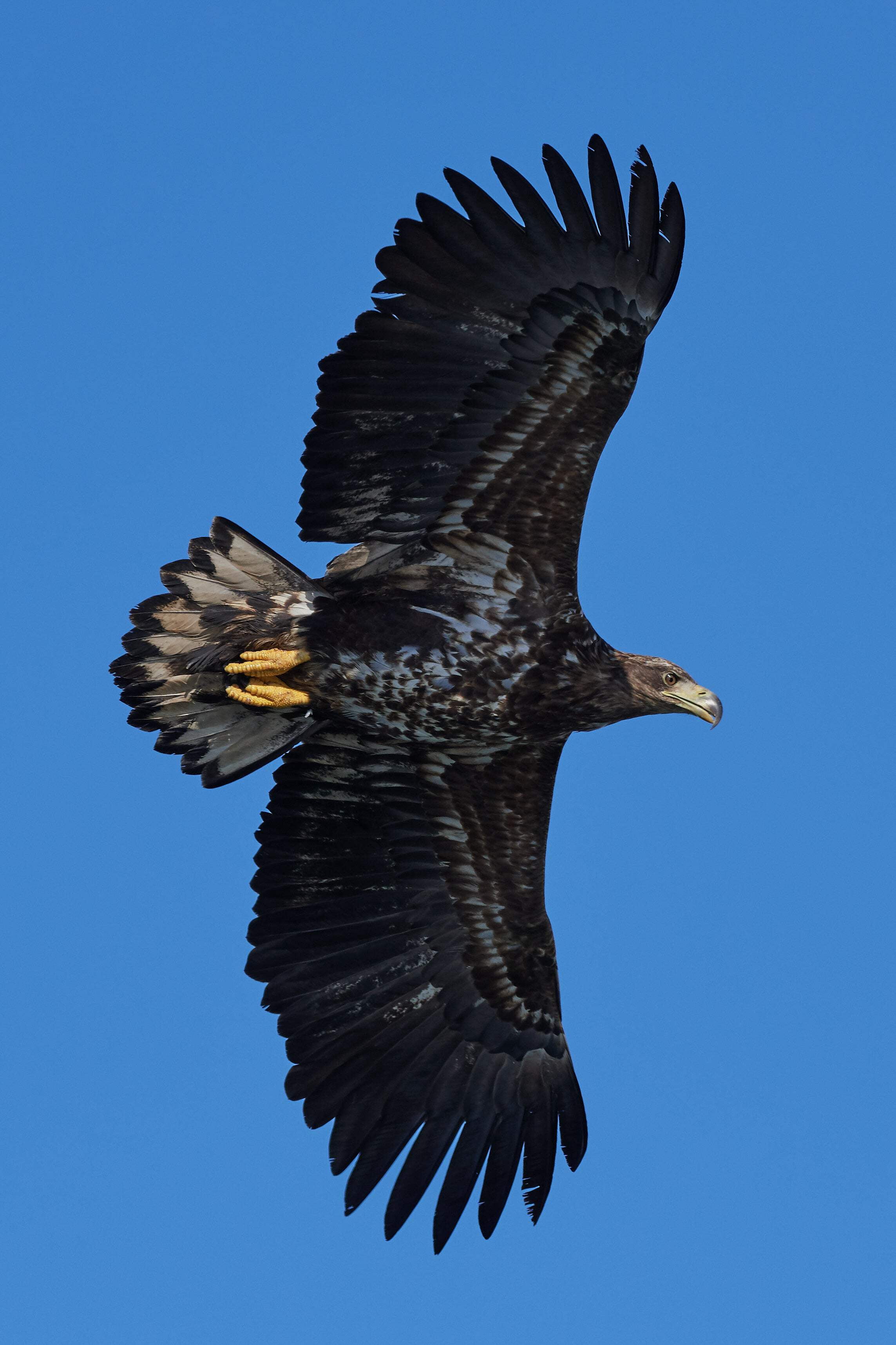 White Tailed Eagle Bird Of Prey Glossy Poster Picture Photo Print ...