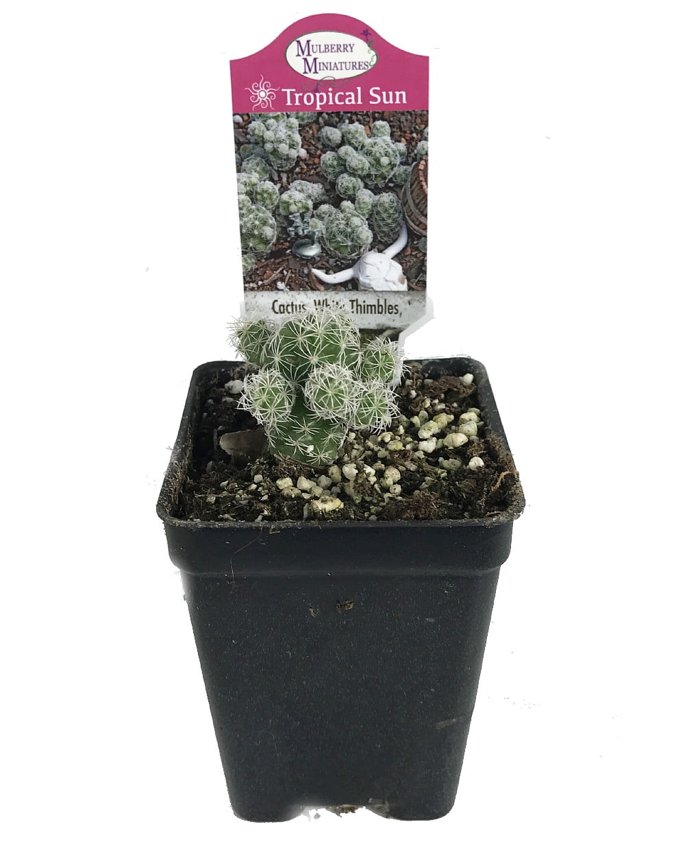White Thimbles Cactus - Cereus - Houseplant/Terrarium/Fairy Garden - 2. ...