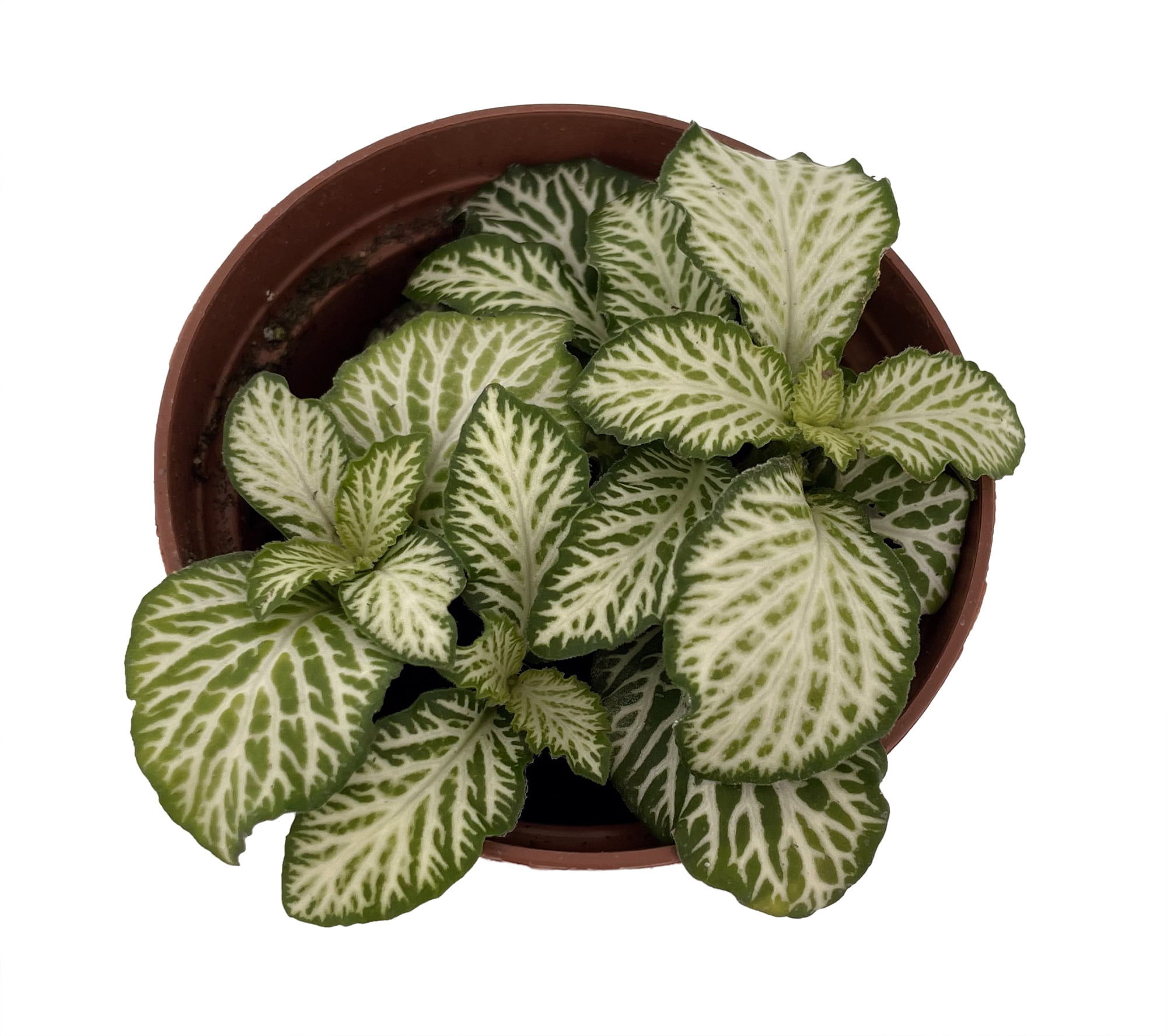 White Tiger Mini Nerve Plant - Fittonia - 2.5" Pot - Walmart.com