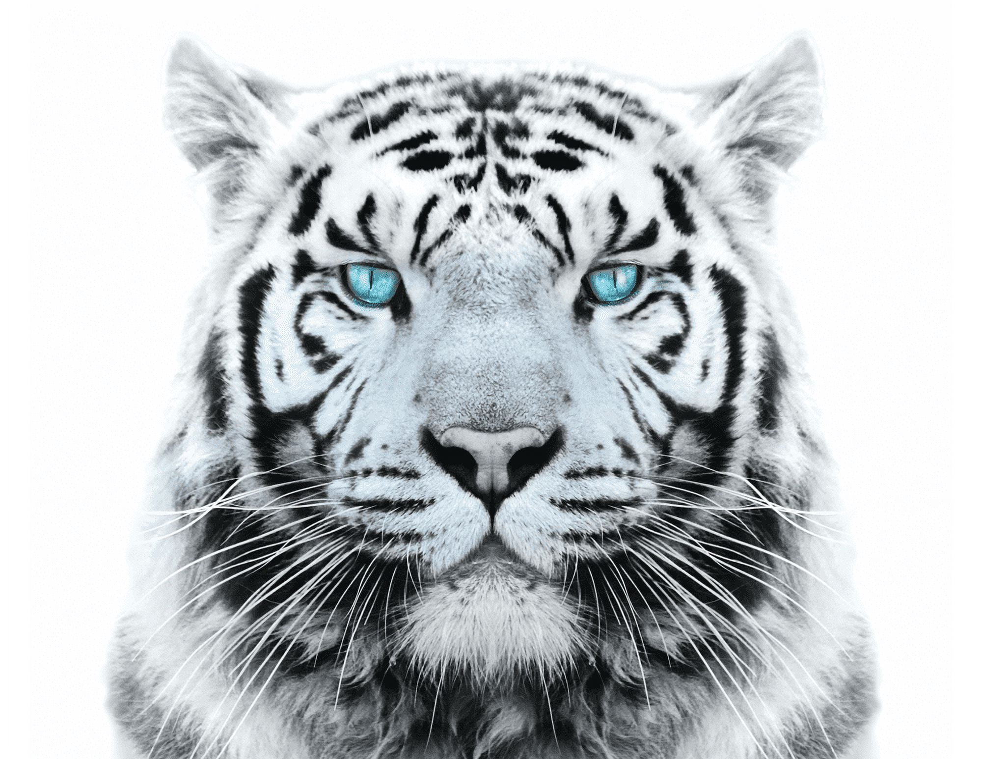 Birthday Decor: White Tiger with Blue Eyes Edible Cake Topper, 1/4 ...
