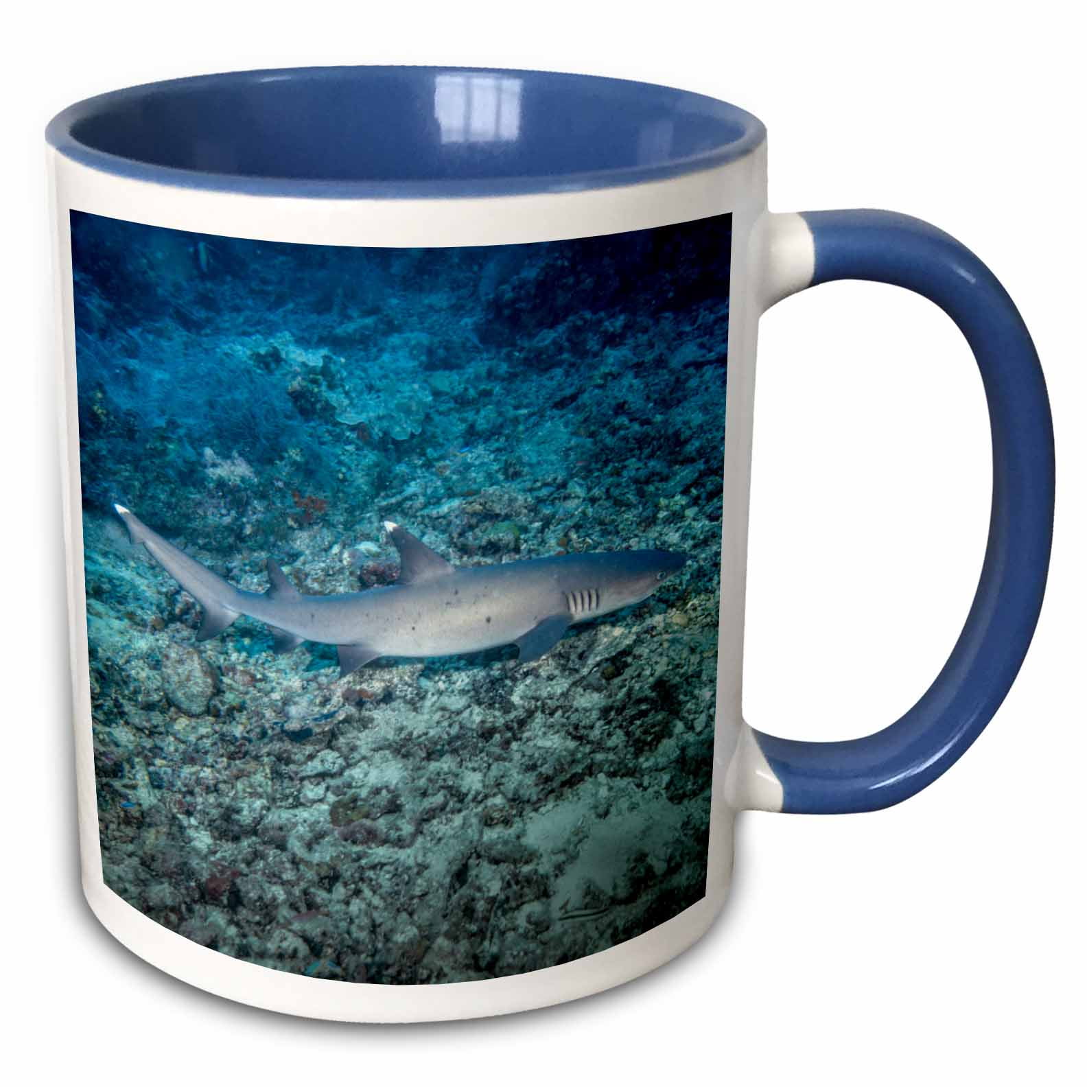 3drose, White Tip Reef Shark, Sipadan Island, Barracuda Point, Malaysia ...