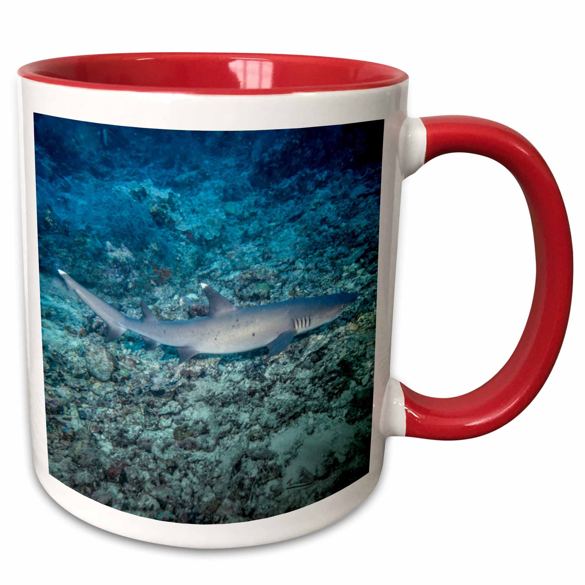 3drose, White Tip Reef Shark, Sipadan Island, Barracuda Point, Malaysia ...