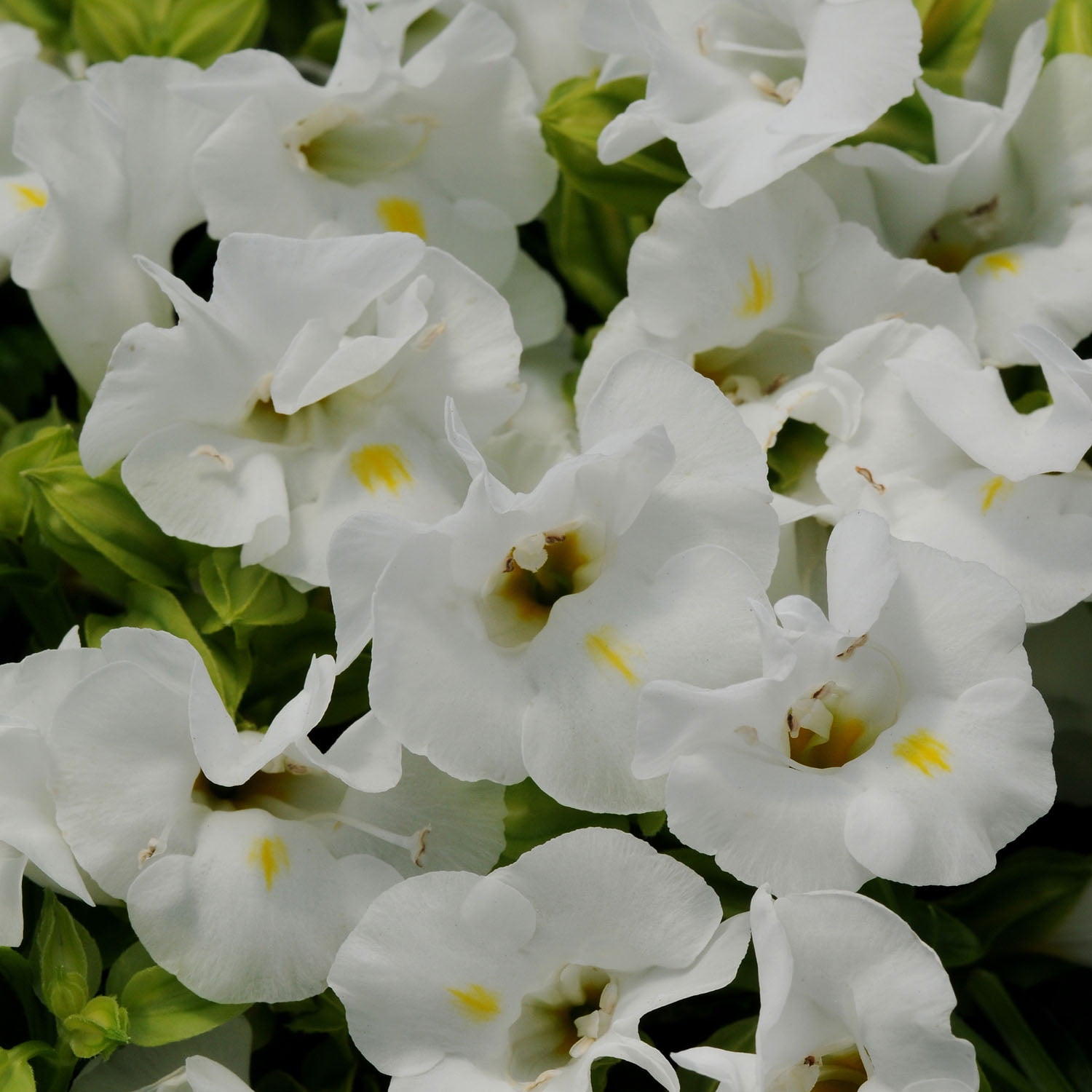 White Torenia Wishbone Flowers Grown From Flower Seeds - 100 Seeds ...