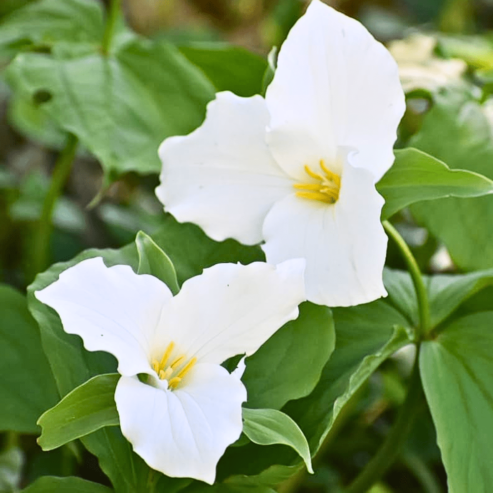 White Trillium Live Plant, Set of 20 White Trillium Dormant Bulbs for ...