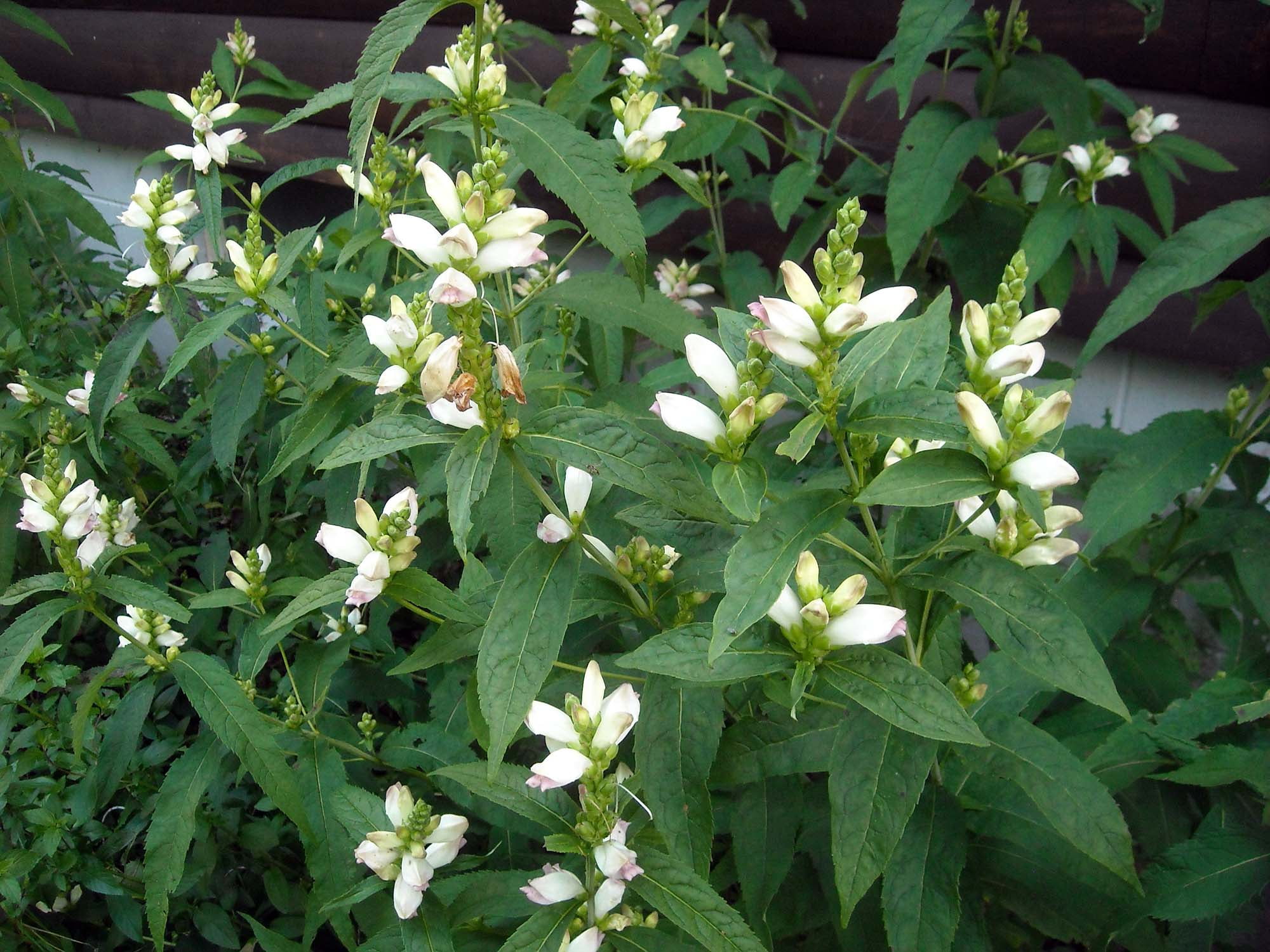 White Turtlehead Perennial - Chelone glabra - Quart Pot - Walmart.com
