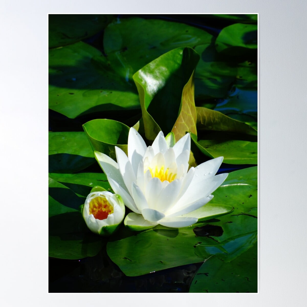 White Water Lily And Bud On Lily Pad Poster Wall Art, Modern Wall Decor ...