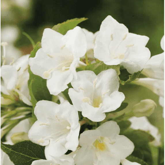 White Weigela Plant Live for Planting, Weigela Starter Plant Live for ...