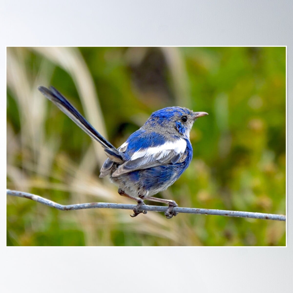White Winged Fairy Wren ( Malurus Leucopterus ) Poster Wall Art, Modern ...