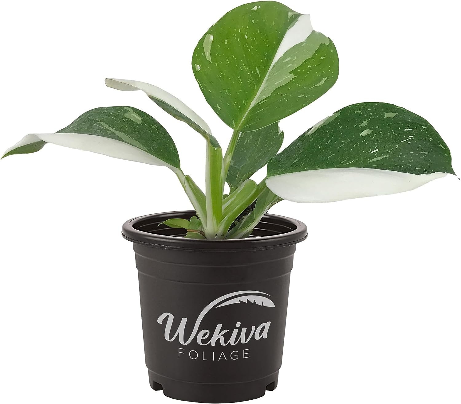 White Wizard Philodendron - Live Plant in a 4 Inch Nursery Pot ...