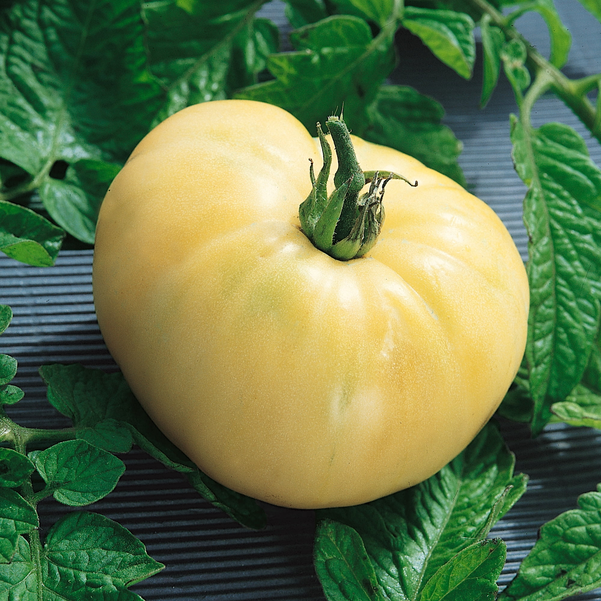 White Wonder Tomato Seeds - 300 Mg Packet ~65 Seeds - Non-GMO, Heirloom ...