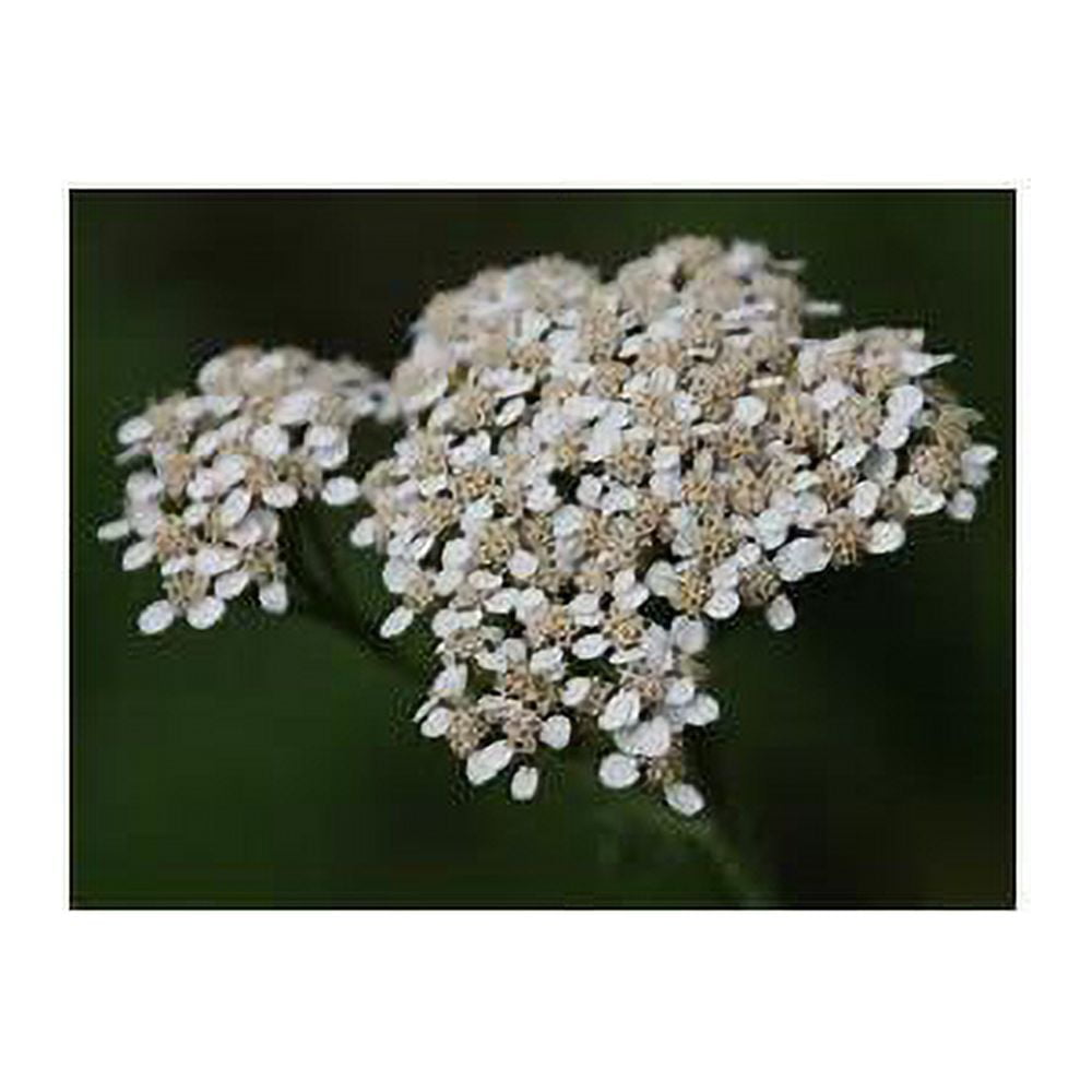 Seed Kingdom 2000 White Yarrow Flower Seeds, Fragrant Leaves - Walmart.com