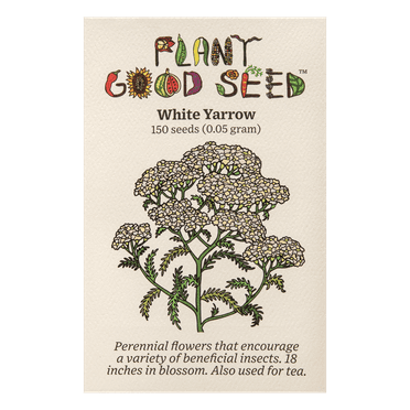 Plant Good Seed Craspedia Flower Seed Yellow Perennial Drumstick Flower ...